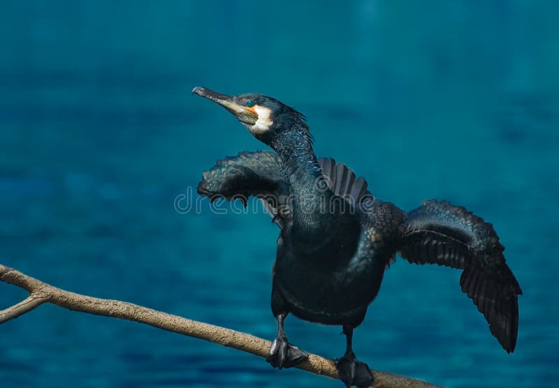 Animals - cormorant stock image. Image of lake, river, nature - 205339