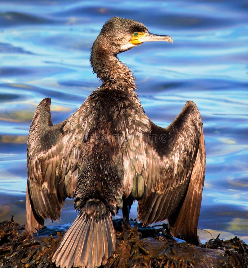 Cormorant Bathing in the Sun Stock Photo - Image of cormorant, bathing ...