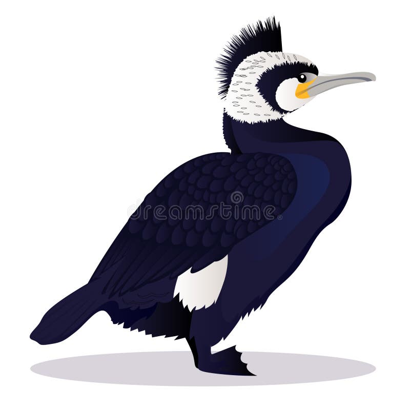 Cormorant Stock Illustrations – 398 Cormorant Stock Illustrations ...