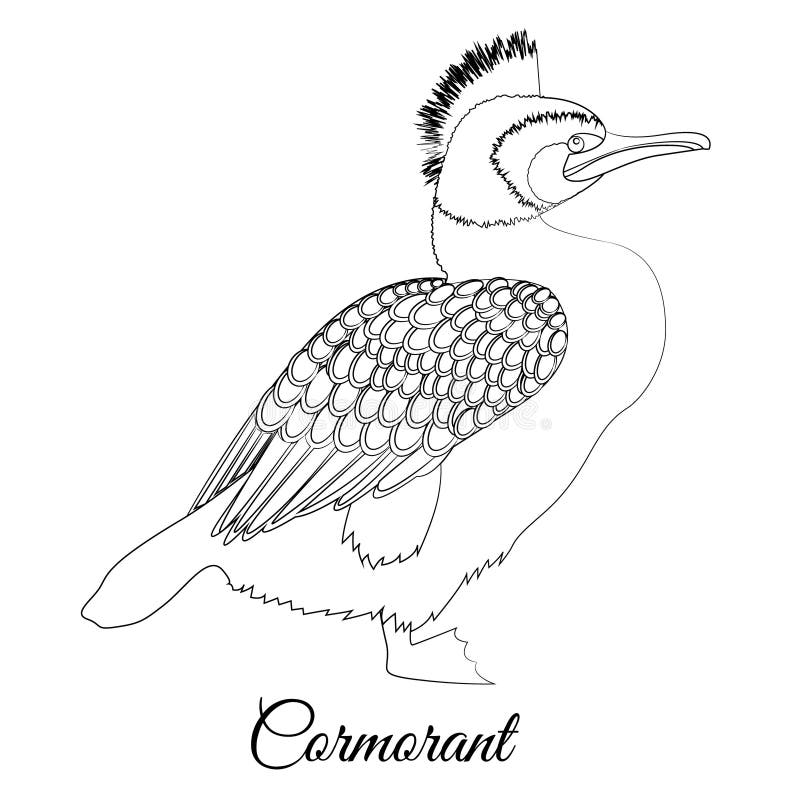 Cormorant Stock Illustrations – 398 Cormorant Stock Illustrations ...