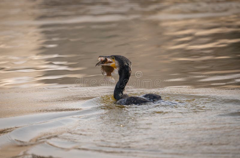 Cormorant Catching Fish stock image. Image of plumage - 256142217