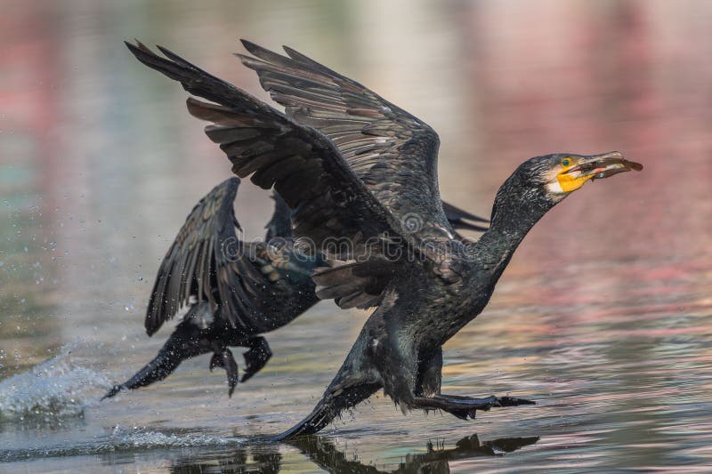 Cormorant Catching a Fish in Mid-flight Above a Reflective Water ...