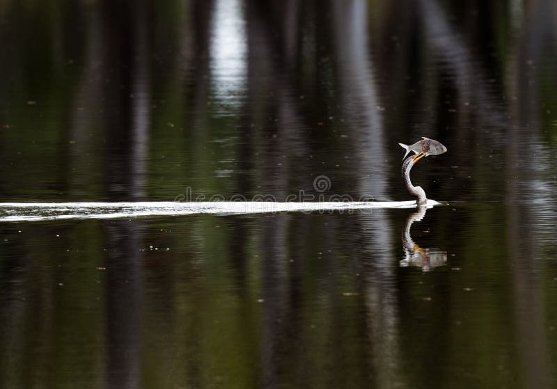 Cormorant catching fish stock photo. Image of lagoon - 77372544