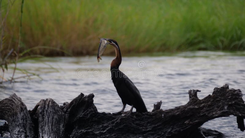 Cormorant eating a fish stock photo. Image of wildlife - 202249514