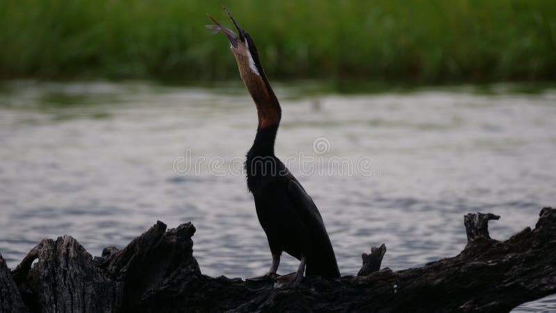 Cormorant eating a fish stock photo. Image of wildlife - 202249514