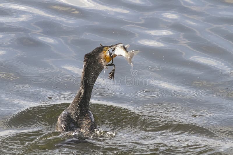 Cormorant Eating a Fish Closeup Stock Photo - Image of great, cormorant ...
