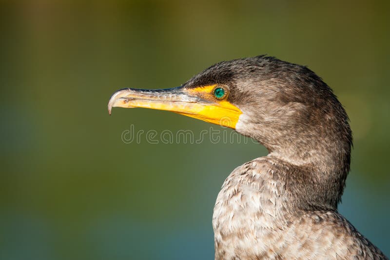 Cormorant (emerald eye) stock image. Image of brown, crested - 23157443