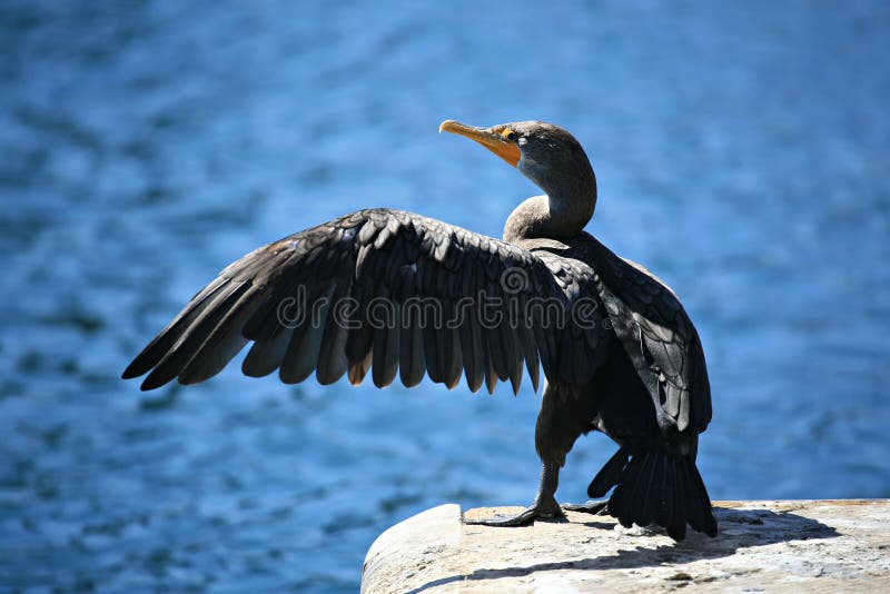 Cormorant with Extended Wing Stock Image - Image of animal, wing: 7166405