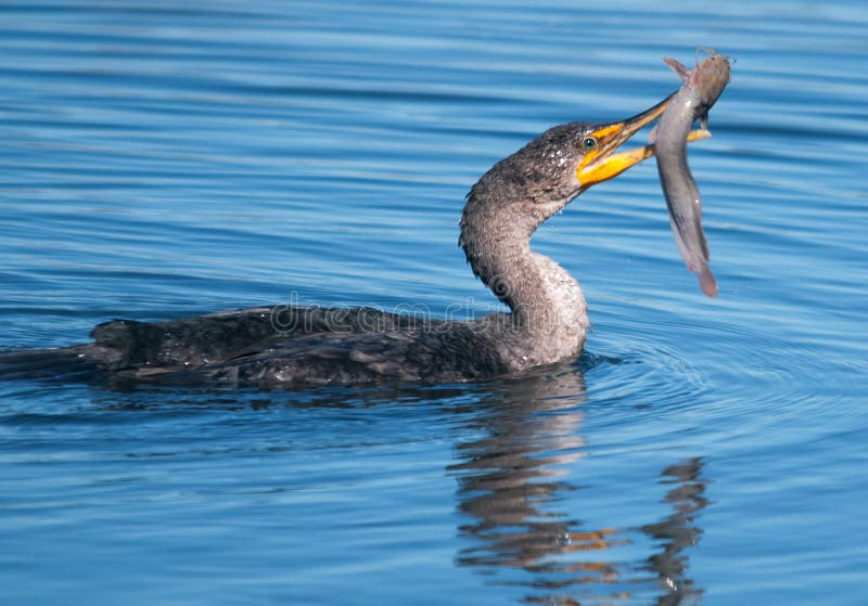 Predator & Prey stock image. Image of mouth, fish - 4785691