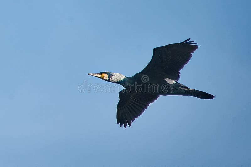 Cormorant in flight stock photo. Image of gull, long - 365872558
