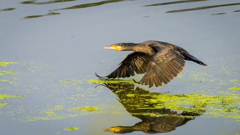 Flying Bird and Reflection in Water Stock Photo - Image of black ...