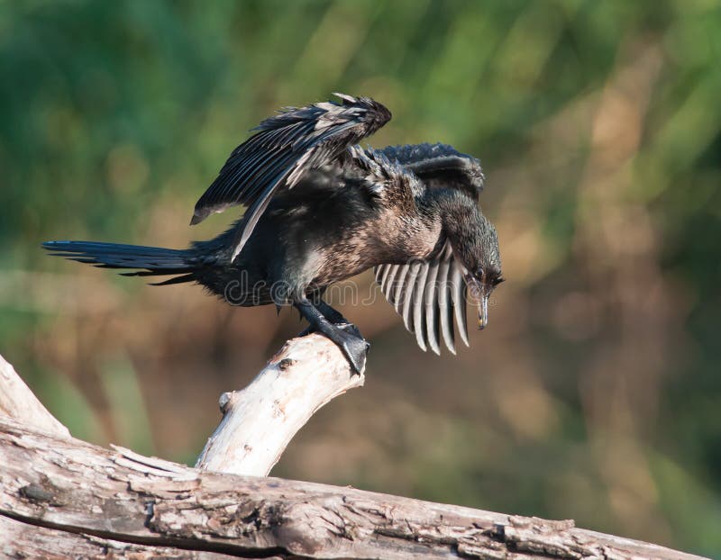 Cormorant Getting Ready To Dive Stock Photo - Image of water, cormorant ...