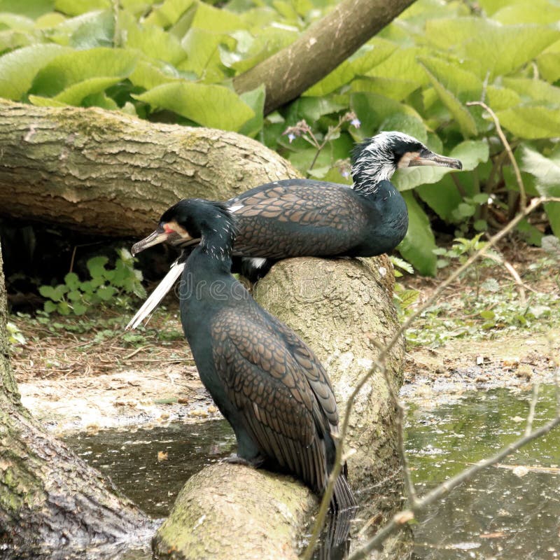 Cormorant , Great Cormorant Stock Image - Image of lake, river: 75587269