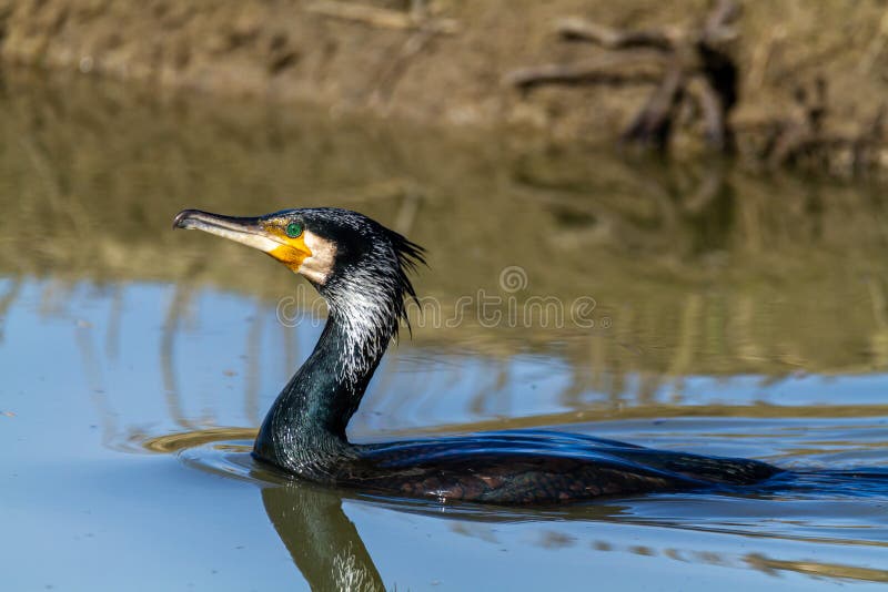 Cormorant Hunting for Fish Marshes Europe Stock Photo - Image of ...
