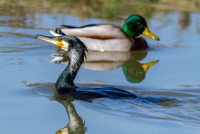 Cormorant Hunting for Fish Marshes Europe Stock Photo - Image of animal ...