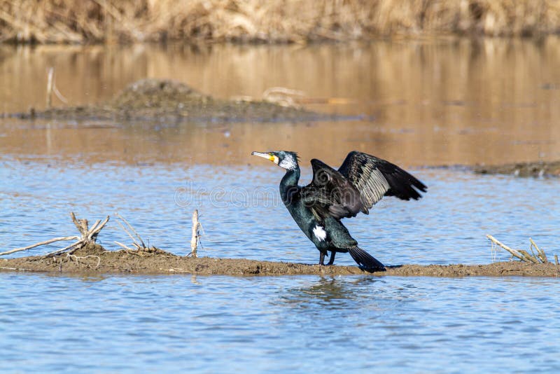 Cormorant Hunting for Fish Marshes Europe Stock Image - Image of ...