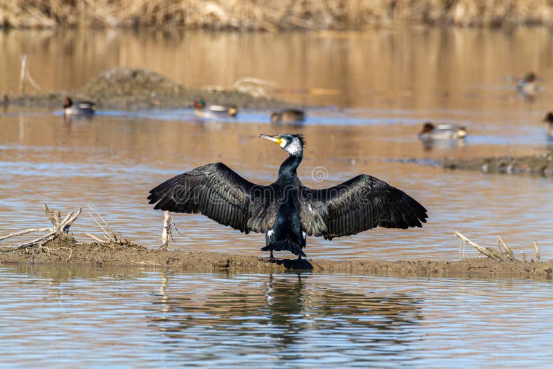 Cormorant Hunting for Fish Marshes Europe Stock Image - Image of beak ...