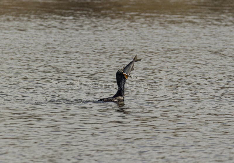 Cormorant in the Lake Eating a Fish Stock Image - Image of prey, hunt ...