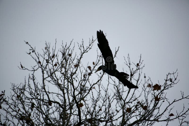 Cormorant Landing in a Tree Silhouette Stock Photo - Image of bird ...