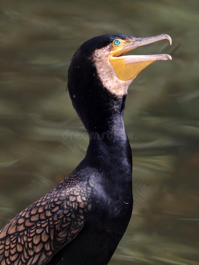 Cormorant stock photo. Image of fish, phalacrocorax, animal - 75335052