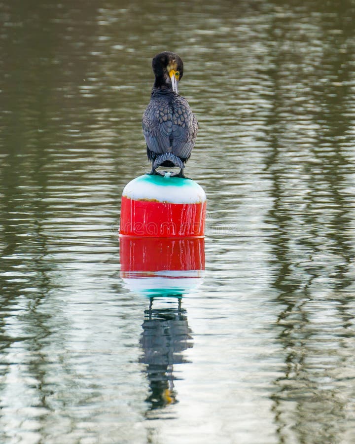 Reflections of a Cormorant stock image. Image of cormorant - 263104027
