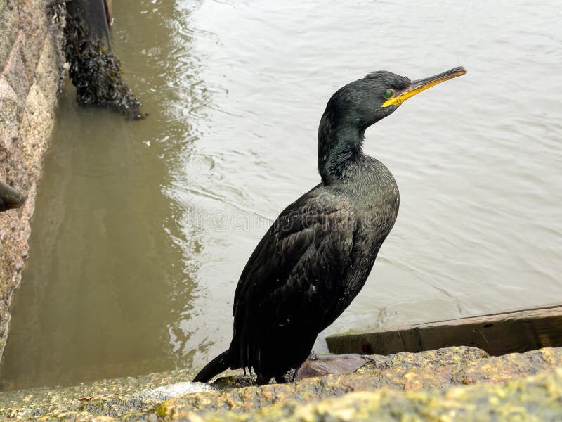 Cormorant, Phalacrocorax Carbo, Resting on Stone Steps in Looe ...