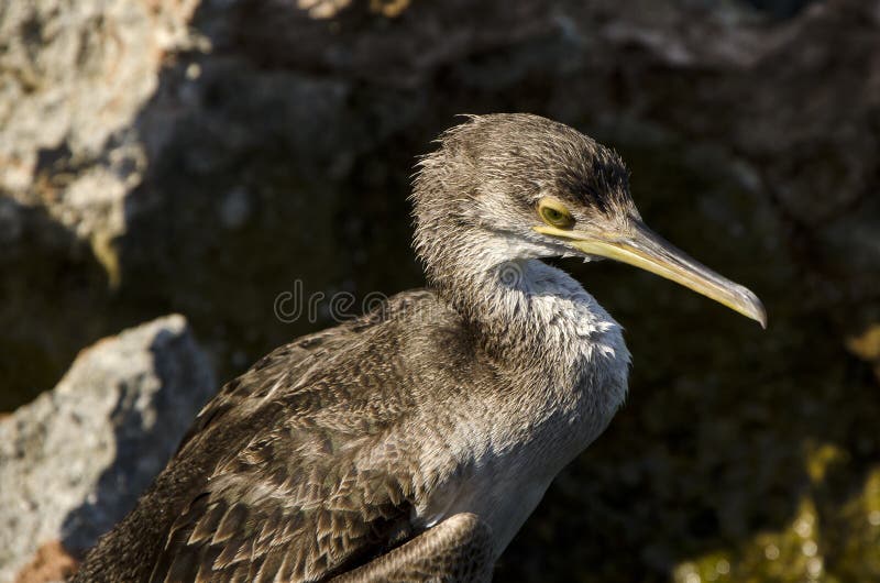 Cormorant portrait stock image. Image of marine, wings - 38331589
