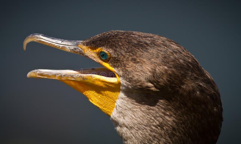 Cormorant profile close up stock image. Image of breeding - 31113449