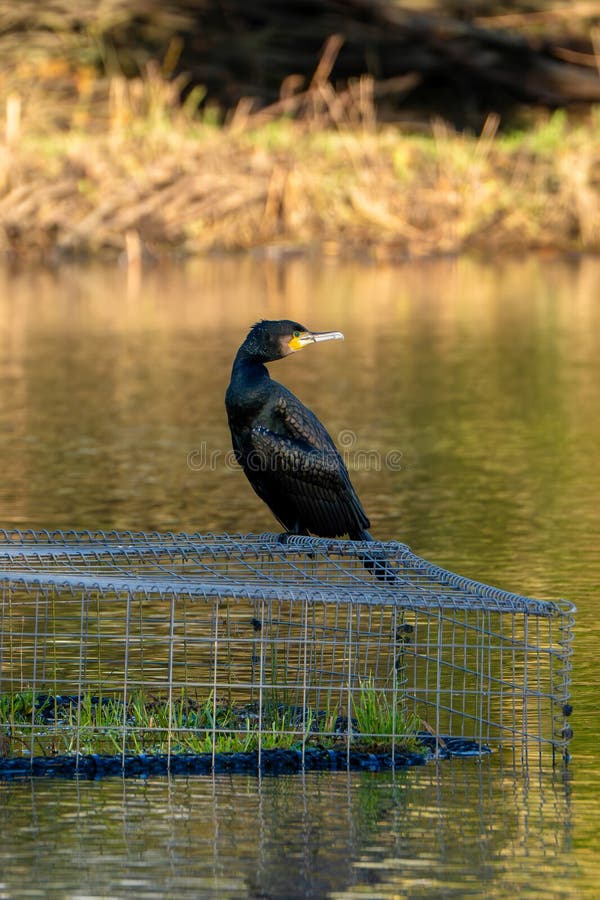 Solitary Cormorant Resting on a Cage in a Serene Golden Lake Stock ...