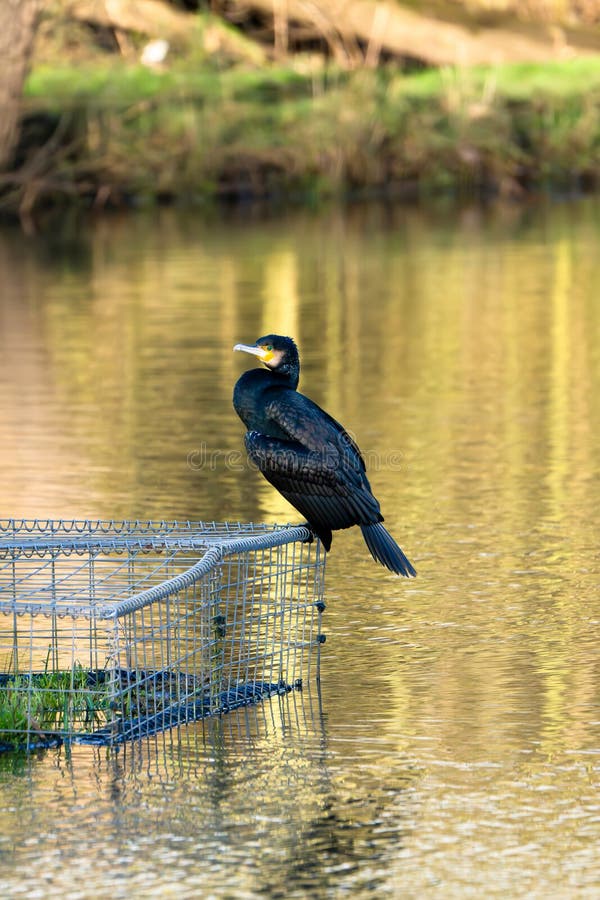 Solitary Cormorant Resting on a Cage in a Serene Golden Lake Stock ...