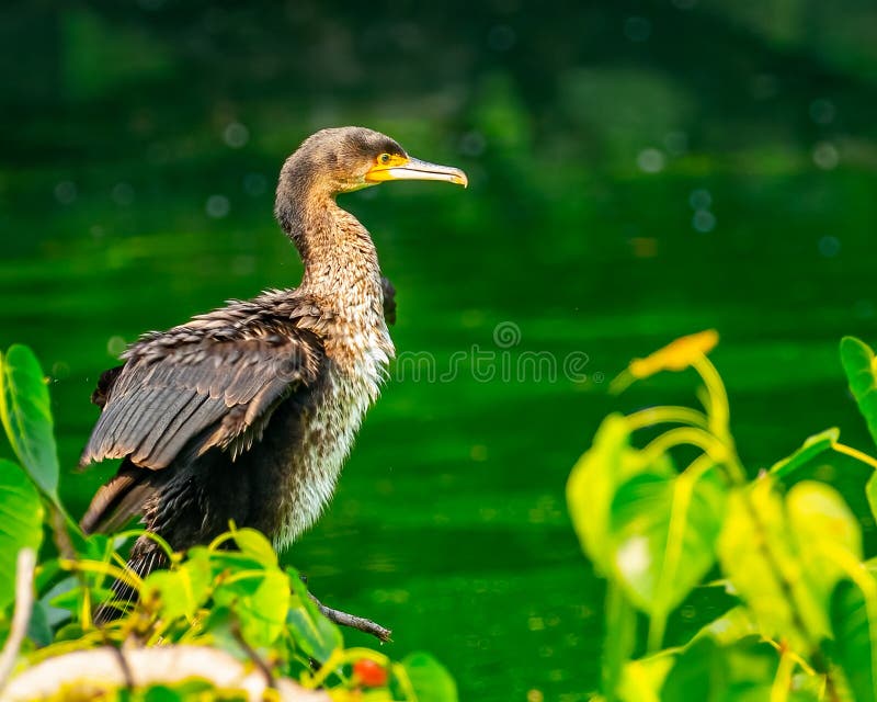 A Cormorant sitting stock photo. Image of flying, feather - 260208332