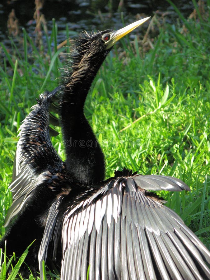 Cormorant Snake Bird stock image. Image of water, swamp - 5048333