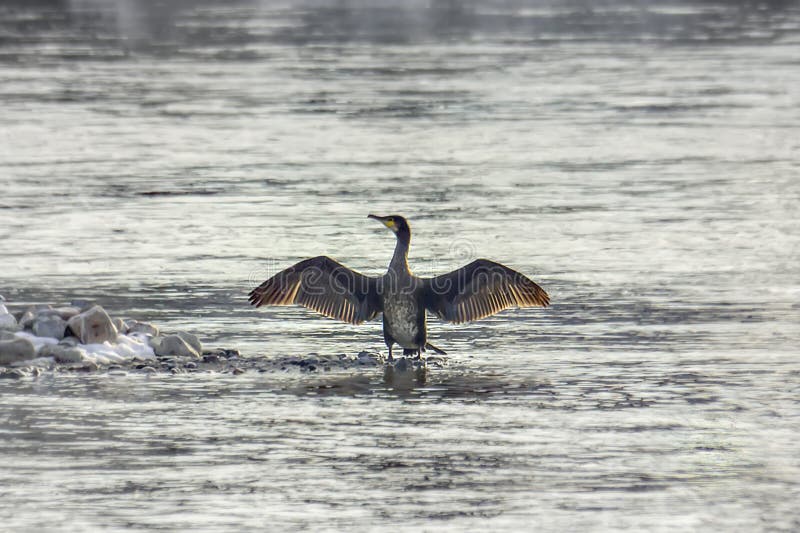 Cormorant spreading wings stock image. Image of animal - 139159879