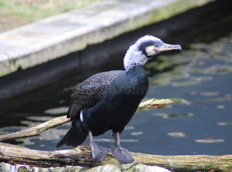 Cormorant stock photo. Image of pole, port, cormorant - 86982426