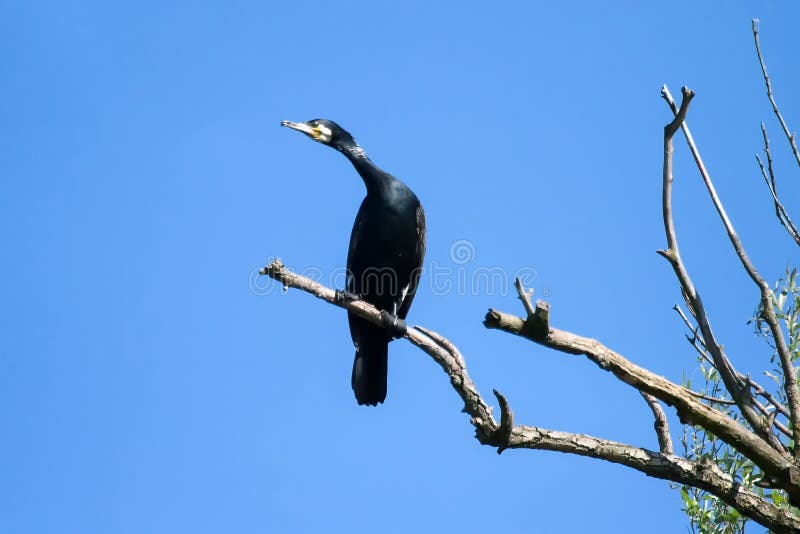 Cormorant Standing on Tree Branch Stock Image - Image of angle, tree ...
