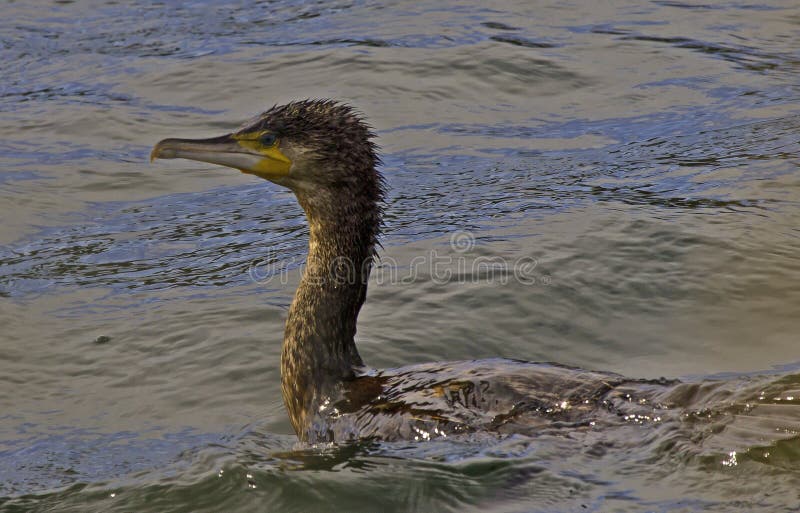 Cormorant swimming stock image. Image of swimming, diving - 100952371
