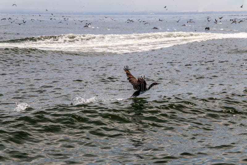 Cormorant Taking Off from the Water Stock Photo - Image of beak, flying ...