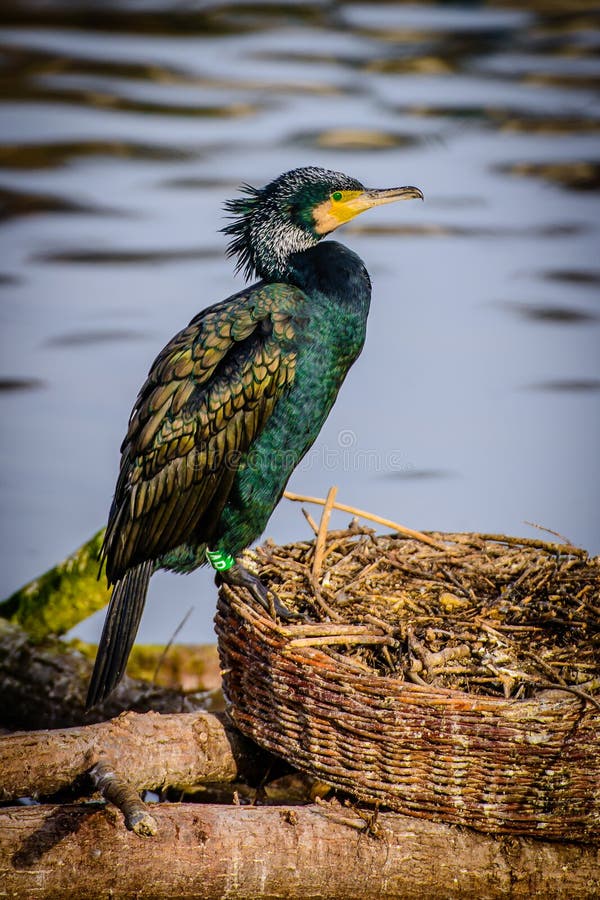 Cormorant: Wild Bird of India Stock Image - Image of india, hunter ...