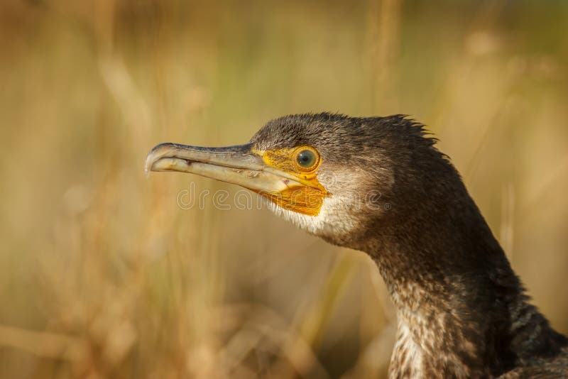 Cormorant: Wild Bird of India Stock Image - Image of india, hunter ...