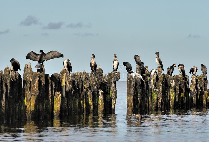 Cormorants stock photo. Image of bird, natural, stake - 21451598