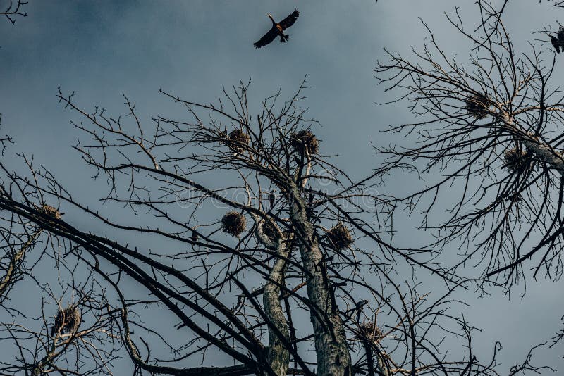 Cormorants Nesting Atop the Trees, Sky, Flying Bird Stock Photo - Image ...