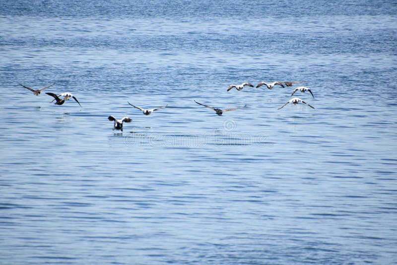 Cormorants Taking Off Over the Water in the Summer Stock Photo - Image ...
