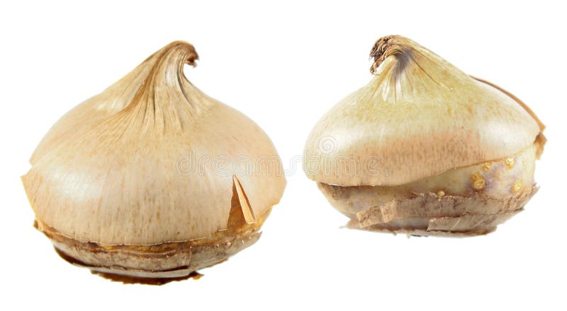 Corm of Crocus Isolated on White Background. Bulb of Crocus Sativus ...