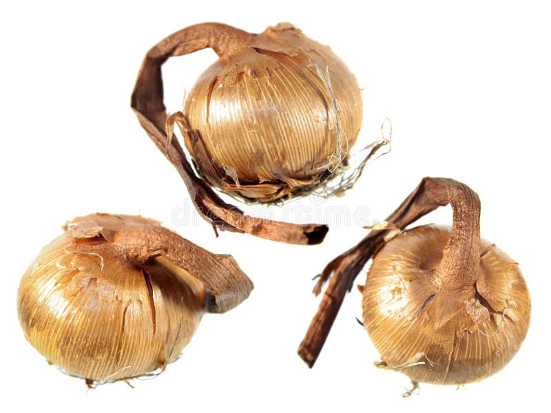 Corm of Crocus Isolated on White Background. Bulb of Crocus Sativus ...