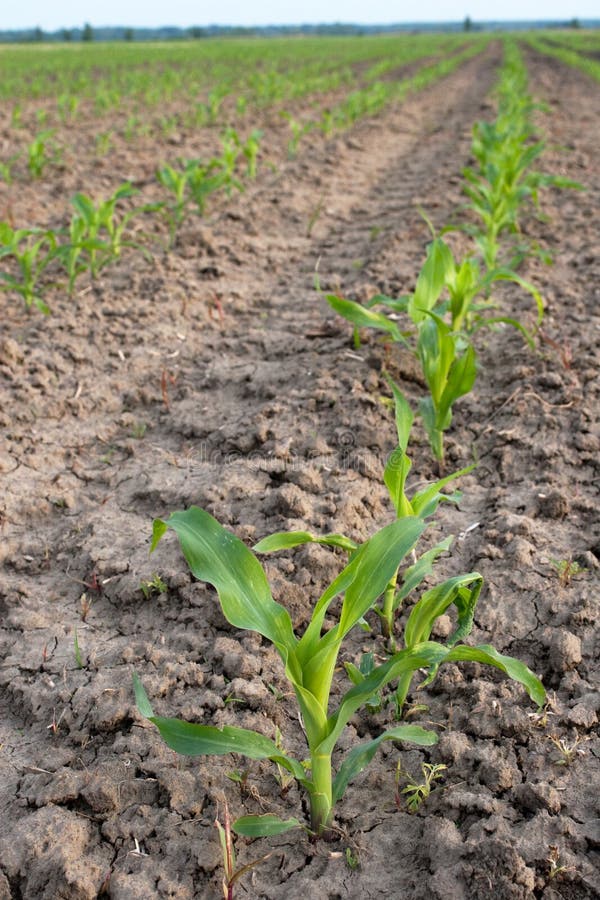 Corn stock photo. Image of corn, outside, maize, spring - 10014932
