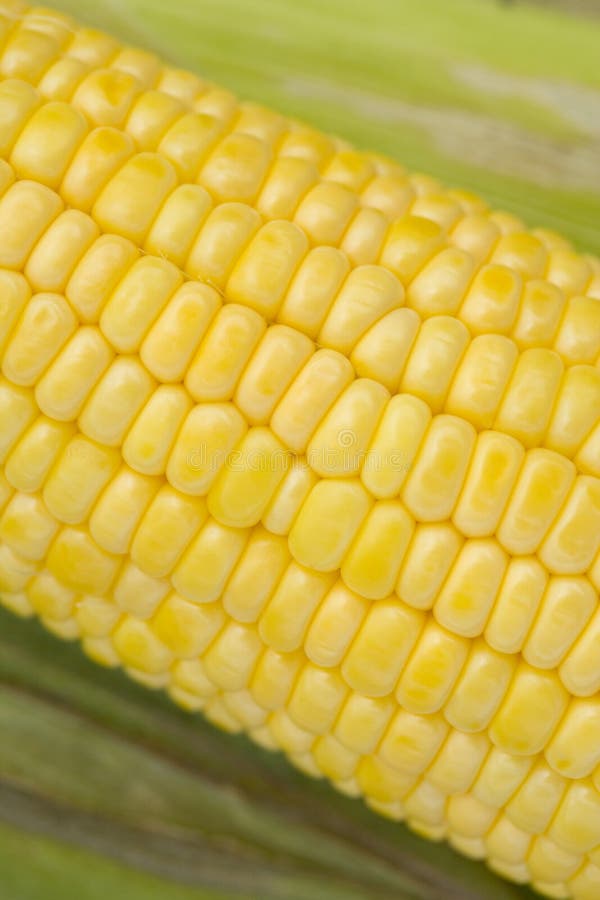 Corn stock photo. Image of agriculture, delicious, fresh - 10145520