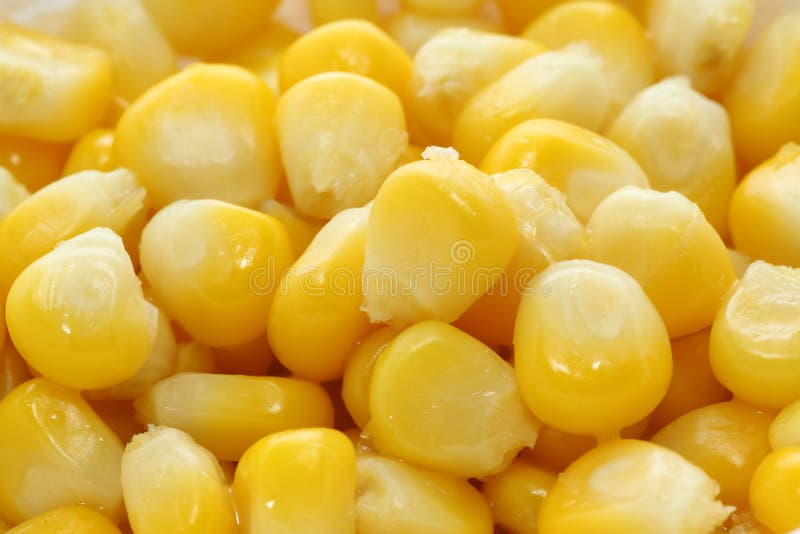 Corn stock image. Image of square, autumn, freshness - 10483597