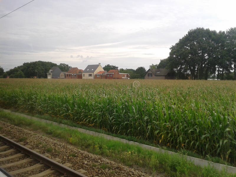 Corn stock image. Image of flash, corn, plant, memory - 105215067