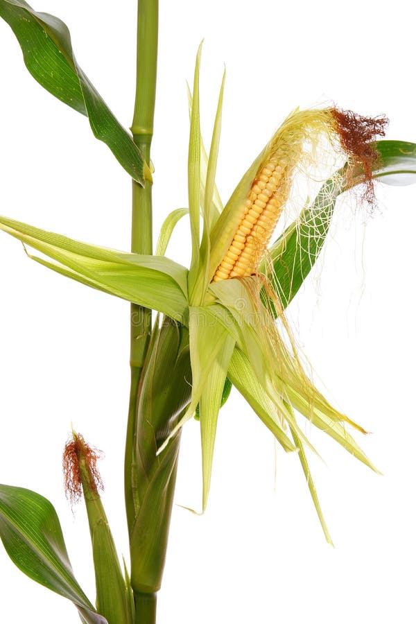 Corn Field stock image. Image of corn, green, industry - 8232811