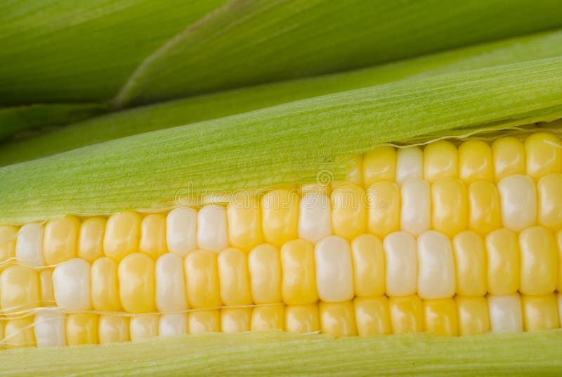 Healthy organic corn stock image. Image of bloom, husk - 14076205